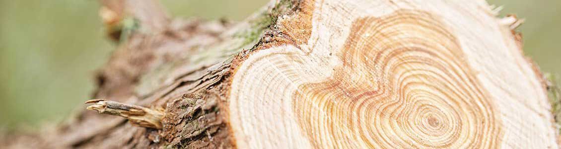 Natural Ingredients | Cade | L'OCCITANE Australia