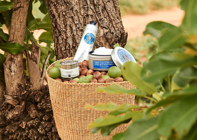 Shop Shea Butter Collection Australia | L'OCCITANE