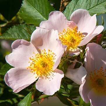 Immortelle Divine Youth Oil | L'OCCITANE Australia